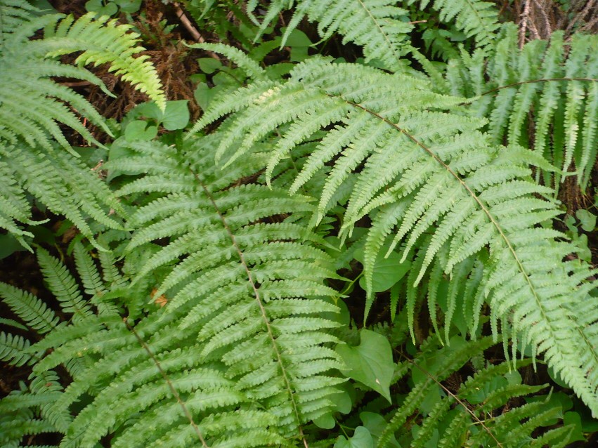 新治町のシダ/ウスゲキタイズカグマ - 神奈川県のシダ植物